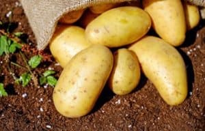 Composting Potatoes – The Ultimate Guide – Thriving Yard