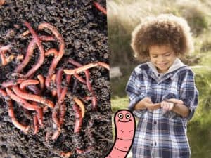 Keeping Compost Worms Healthy And Happy: A Complete Guide – Thriving Yard