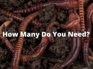 Vermicomposting: How Many Worms Are Needed? – Thriving Yard