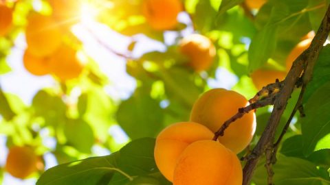 Best Fruit Trees to Grow in Zone 7b – Thriving Yard