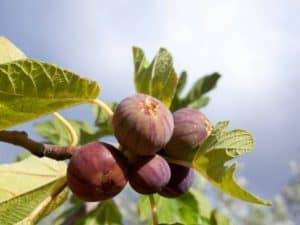 Fertilizing Fig Trees: When, How, and Natural DIY Solutions – Thriving Yard