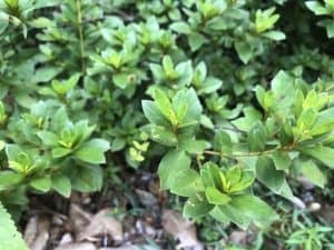 How to Get Azaleas to Bloom Again: Complete Troubleshooting Guide ...