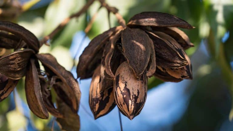 How To Get Old Pecan Trees To Produce – Thriving Yard
