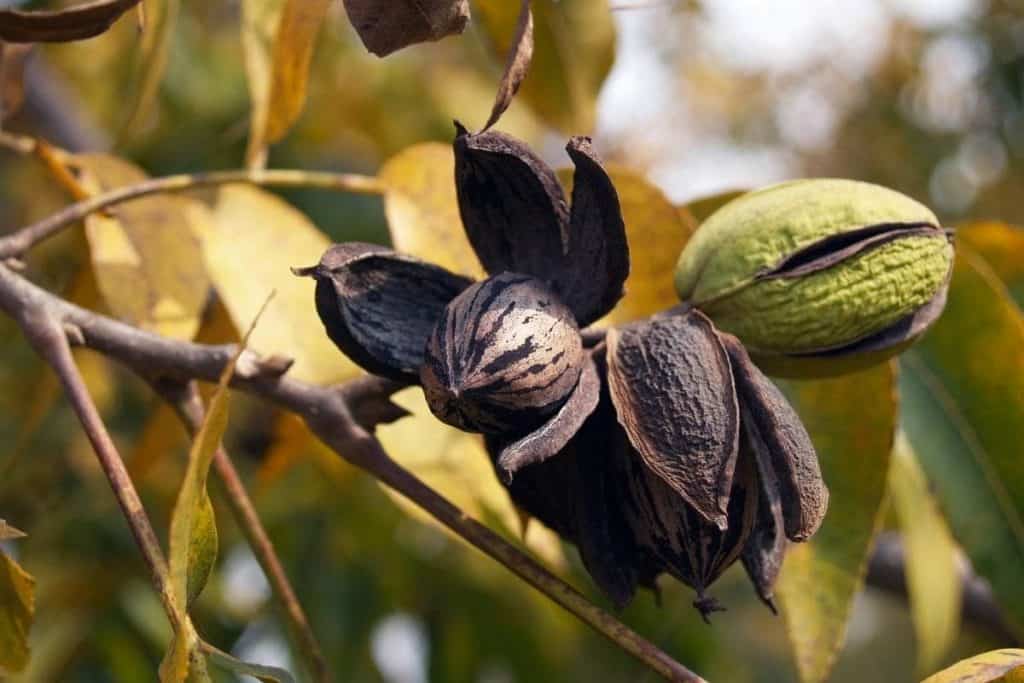 Here’s How To Grow Pecan Trees From Cuttings – Thriving Yard