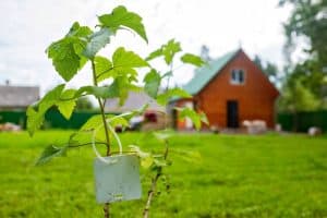 Planting Fruit Trees on Mounds: A Complete Guide – Thriving Yard