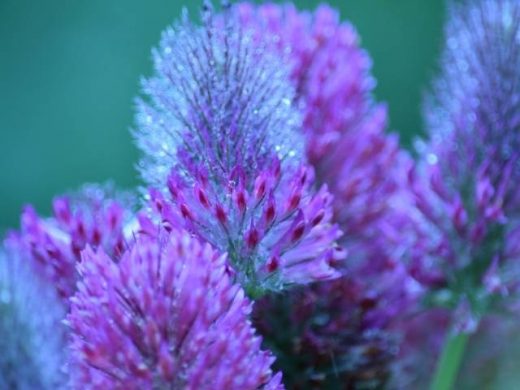 20 Flowers That Bloom All Year (Annual & Perennial) – Thriving Yard