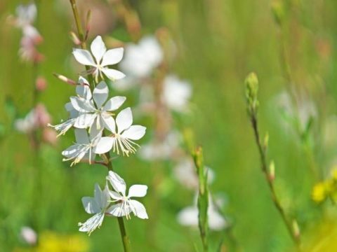 20 Flowers That Bloom All Year (Annual & Perennial) – Thriving Yard