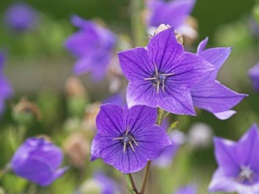 20 Flowers That Bloom All Year (Annual & Perennial) – Thriving Yard