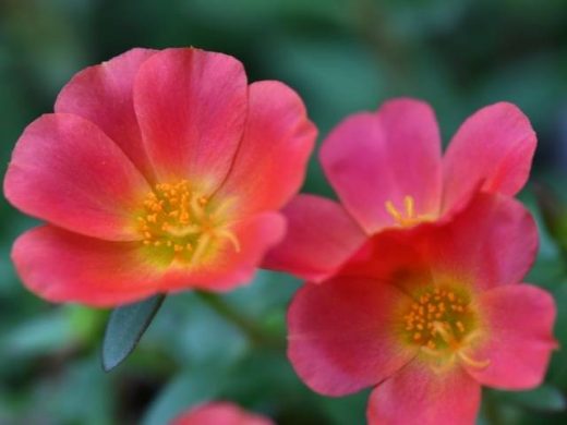 20 Flowers That Bloom All Year (Annual & Perennial) – Thriving Yard