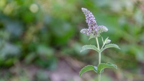 Growing Spearmint – Most Common Questions Answered – Thriving Yard