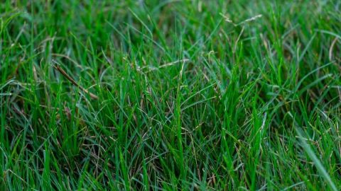 Centipede Grass vs. Bermuda: Pros, Cons, and How To Choose – Thriving Yard