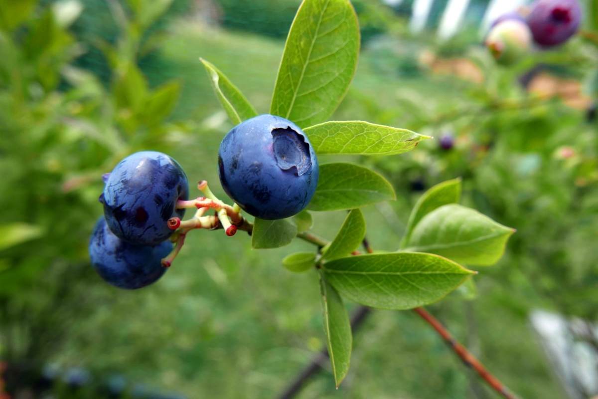 Common Blueberry Growing Questions and How To Solve Them – Thriving Yard