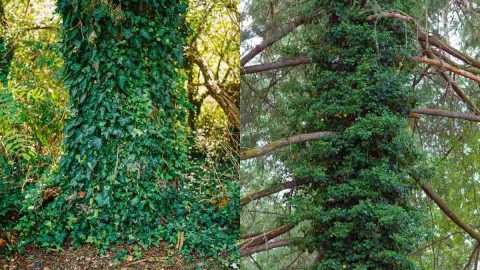 How Long Does English Ivy Take To Kill a Tree? – Thriving Yard
