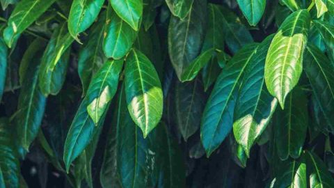 Why Is Your Cherry Laurel Drooping? 4 Reasons – Thriving Yard