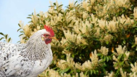 Are Cherry Laurels Poisonous to Chickens? [Detailed Answer] – Thriving Yard
