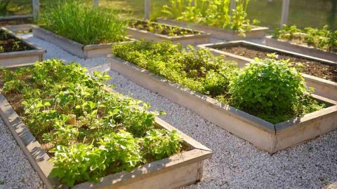 How Far Apart Should You Put Raised Garden Beds? – Thriving Yard