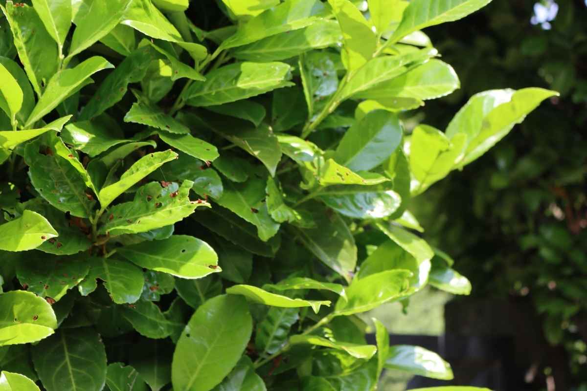 How To Get Rid of Scale on Cherry Laurel Plants – Thriving Yard