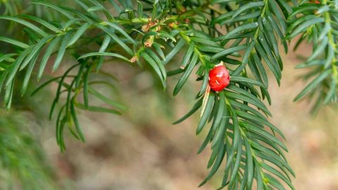 Why Are Your American Yews Drooping? 5 Reasons (And Fixes!) – Thriving Yard