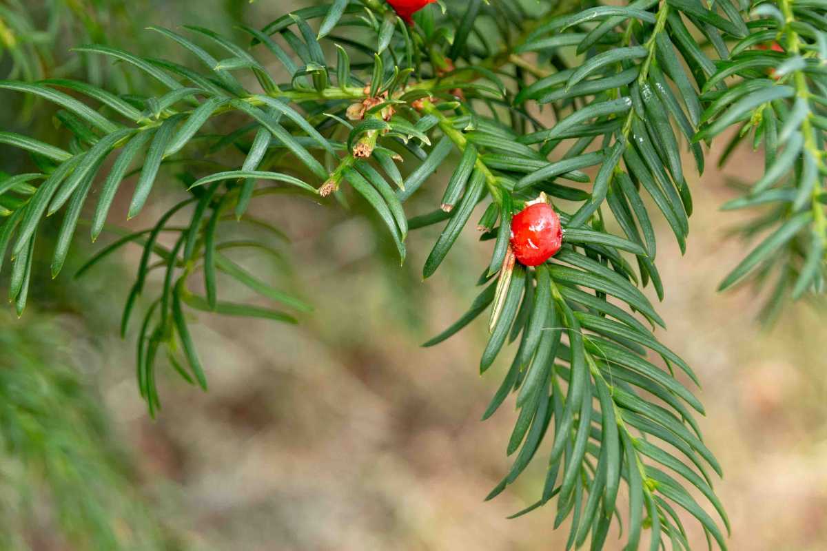 Why Are Your American Yews Drooping? 5 Reasons (And Fixes!) – Thriving Yard