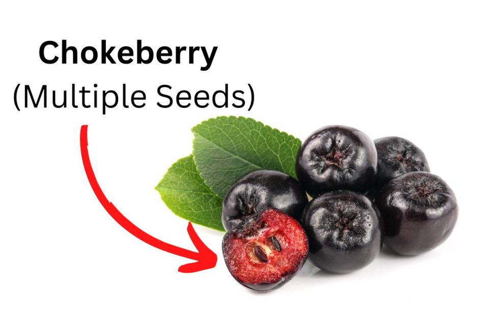 Chokeberry vs. Chokecherry: 7 Key Differences – Thriving Yard