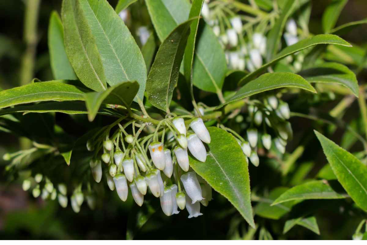 Is Florida Hobblebush an Evergreen Plant? – Thriving Yard