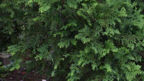 Can a Hinoki Cypress Grow in the Shade? – Thriving Yard