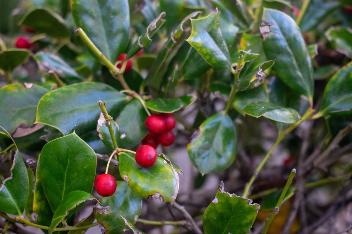 Why Is My Toyon Plant Dying? 6 Common Reasons – Thriving Yard