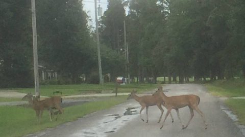 Do Deer Eat Hobblebush Plants? – Thriving Yard