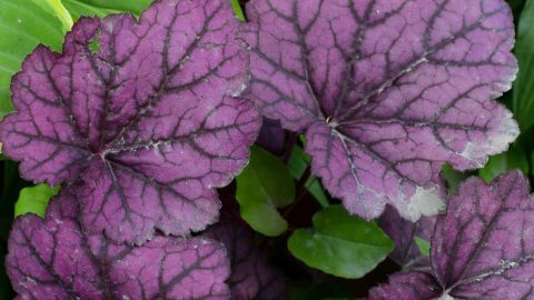 What To Plant With Purple Coral Bells (8 Great Choices) – Thriving Yard