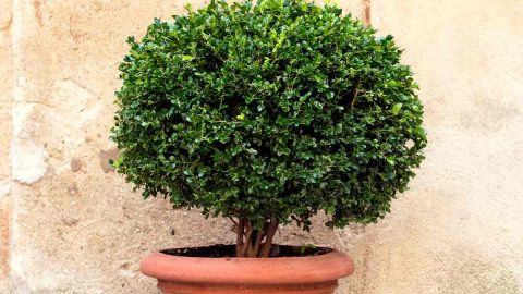 How To Fertilize Boxwoods in Containers (6 Key Steps) – Thriving Yard