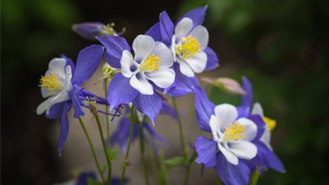 Why Do Columbines Change Color? – Thriving Yard