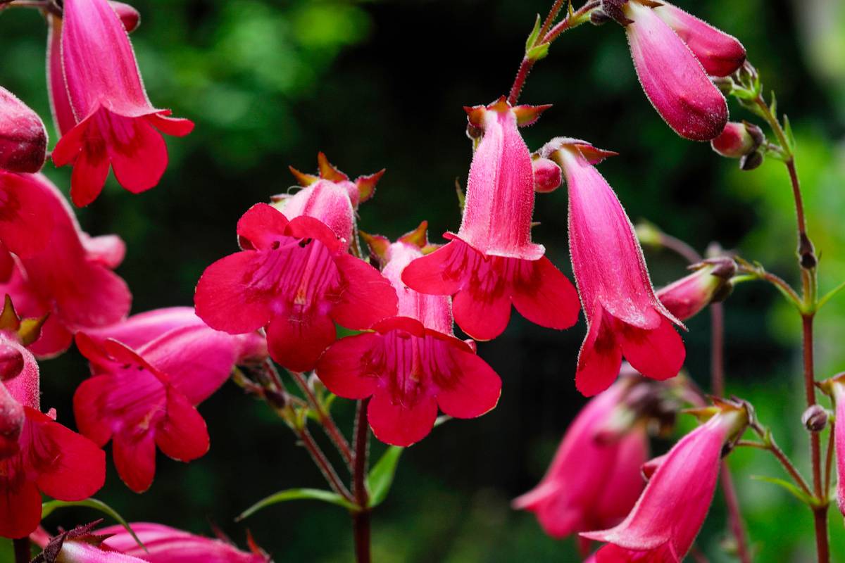 Can You Root Penstemon Cuttings in Water? – Thriving Yard