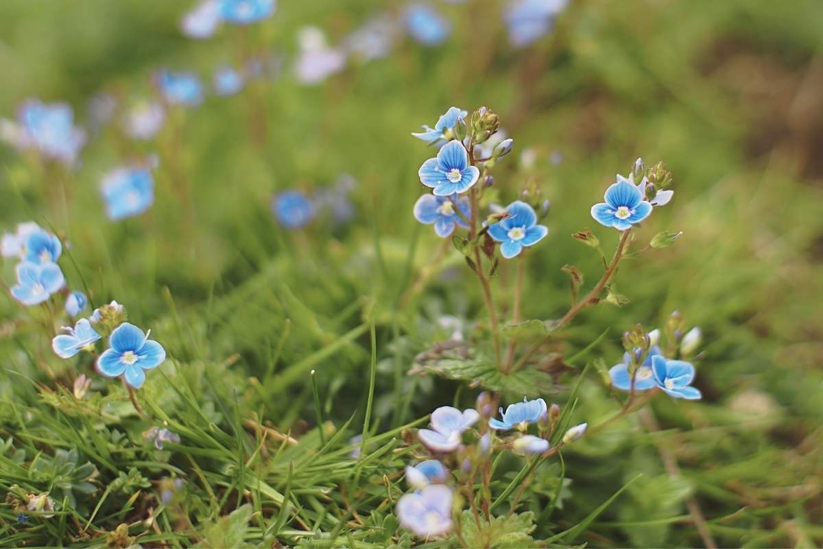 How To Control the Spread of Speedwell Plants – Thriving Yard