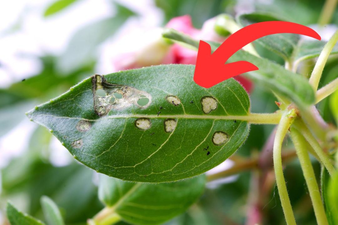 Why Does Your Fuchsia Look Dead? 5 Common Reasons – Thriving Yard