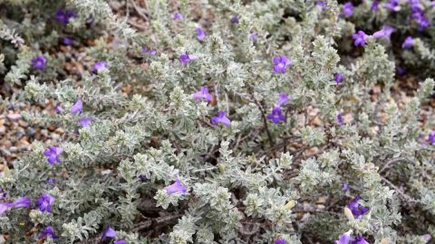 How Fast Do Texas Sage Plants Grow? – Thriving Yard