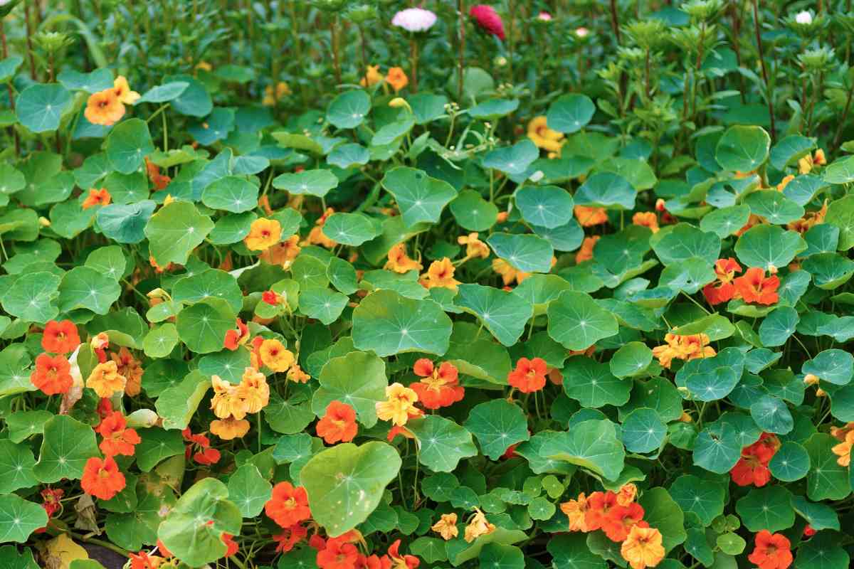 Managing Nasturtiums: Controlling Spread and Maximizing Benefits ...